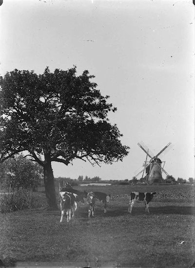 Molen Polder Oud-Alblas deel Noordzijde, Kooijwijkse Molen (noordelijke ...